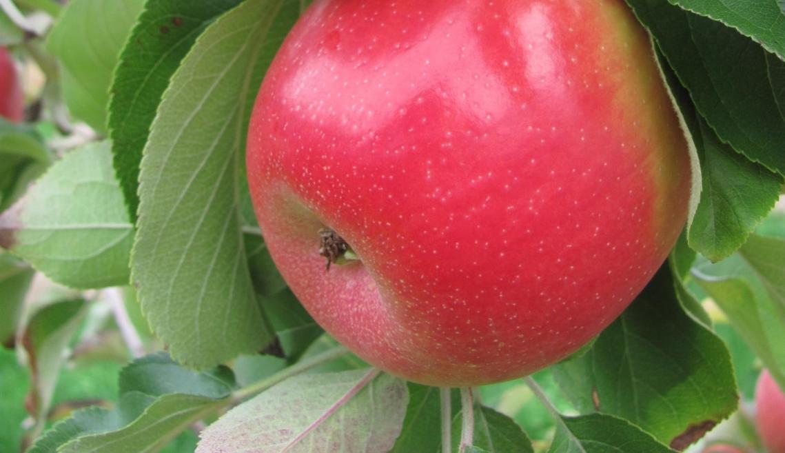 New and Trending Varieties - Summit Tree Sales