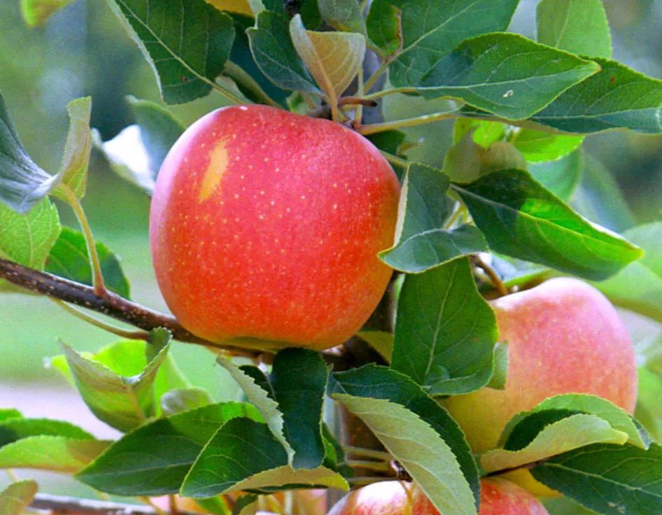 New and Trending Varieties - Summit Tree Sales