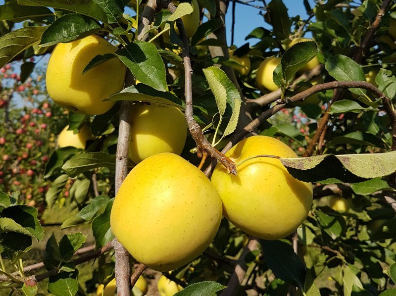 New and Trending Varieties - Summit Tree Sales