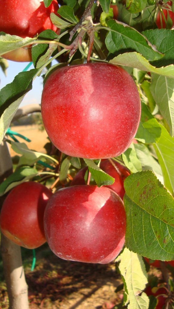 New and Trending Varieties - Summit Tree Sales