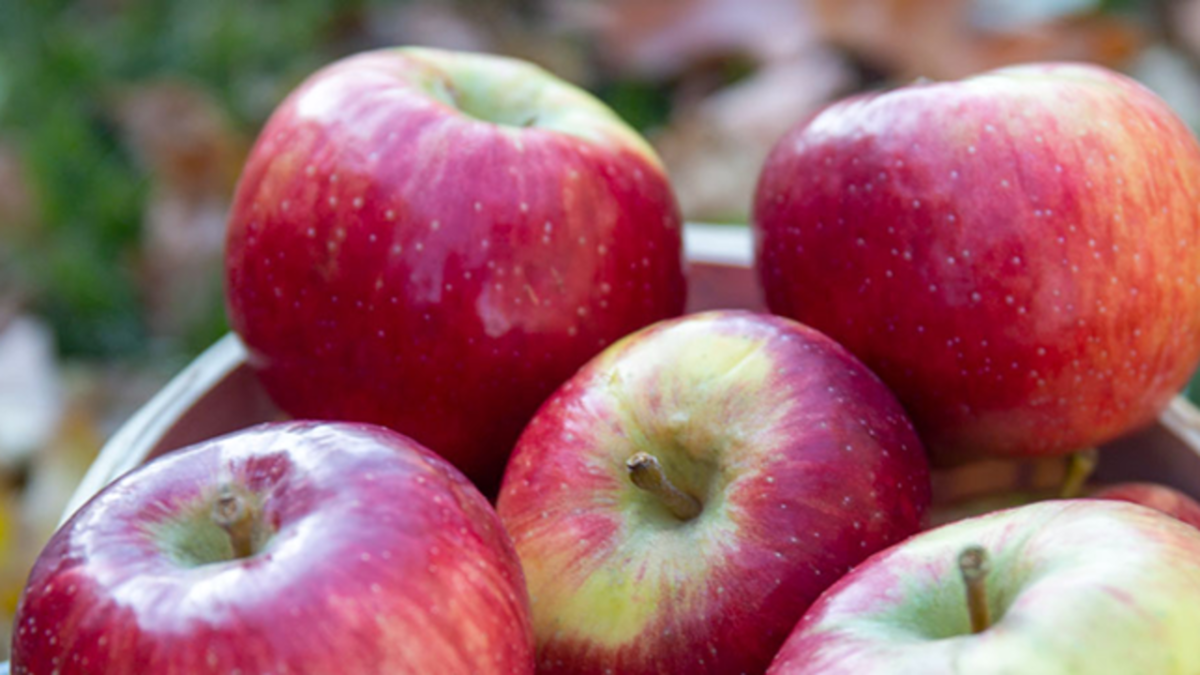 New and Trending Varieties - Summit Tree Sales