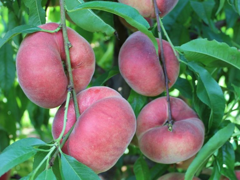 New and Popular Peach Varieties - Summit Tree Sales
